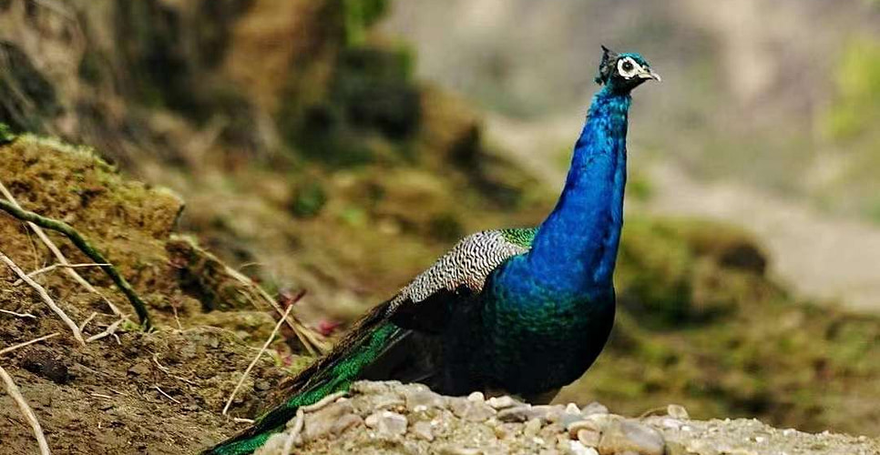 jungle safari tour in chitwan