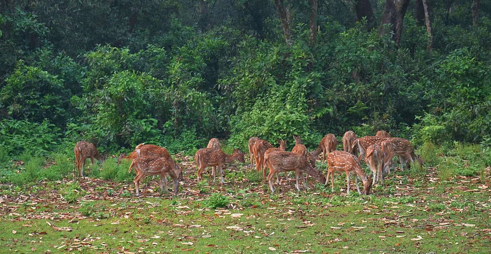 jungle safari tour in chitwan