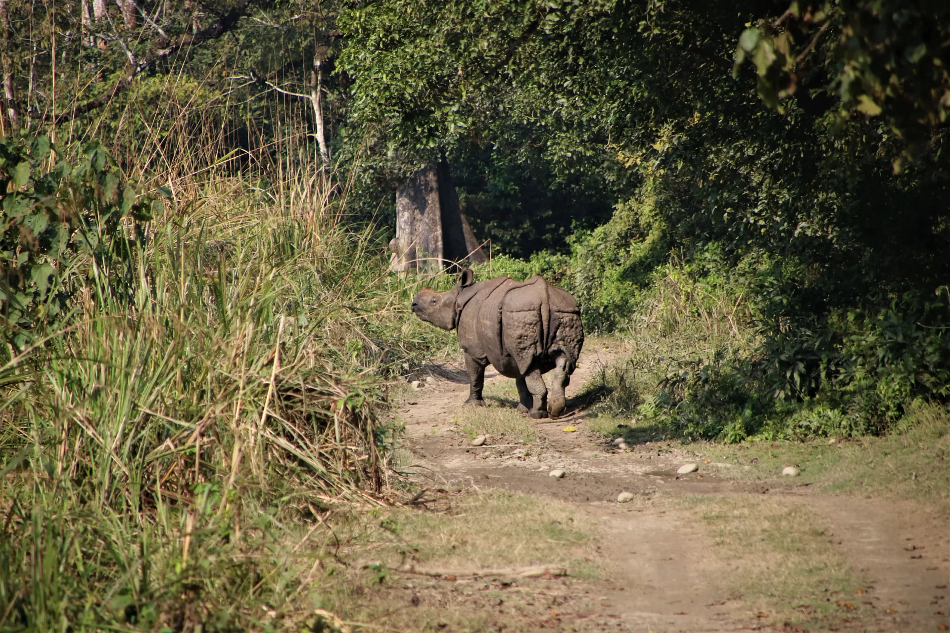 Wildlife Tour In Nepal - Best for Exploring Biodiversity