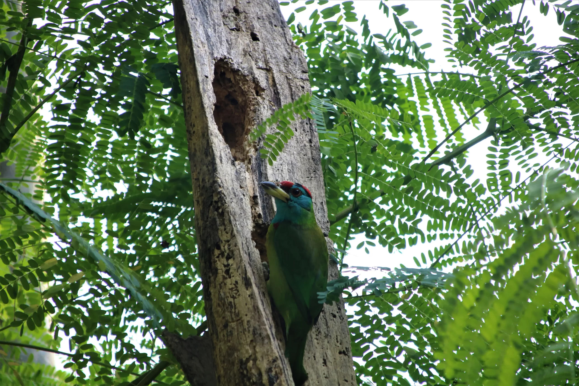 Wildlife Tour In Nepal - Best for Exploring Biodiversity