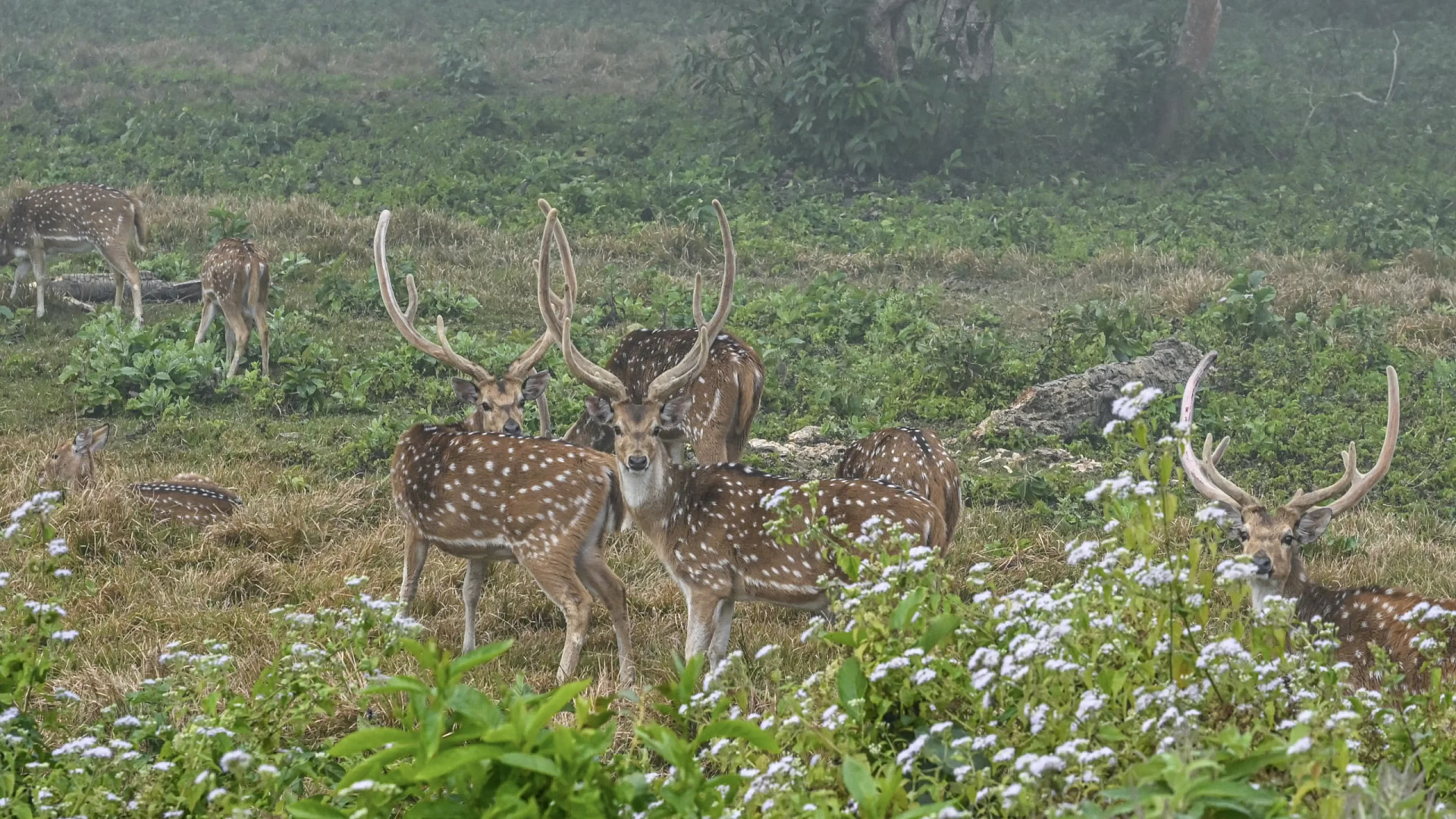 Wildlife Tour In Nepal - Best for Exploring Biodiversity
